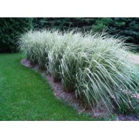 Alacalı Sasa Bambu Bambusa Pleioblastus Fortunei 30-40 Cm