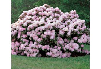 Orman Gülü Beyaz İçekli İthal Rhododendron 20 Cm