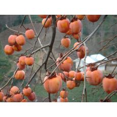 Hurma Fidanı Çeşitleri - Yalova Su Fidan