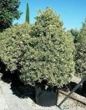 Çoban Püskülü İlex Veriagatum pyramidalis 175-200 Cm