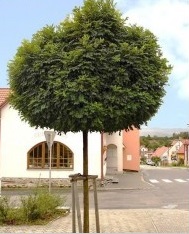 Top Akasya Ağacı Fidanı Robinia Pseudoacacia Umbraculifera