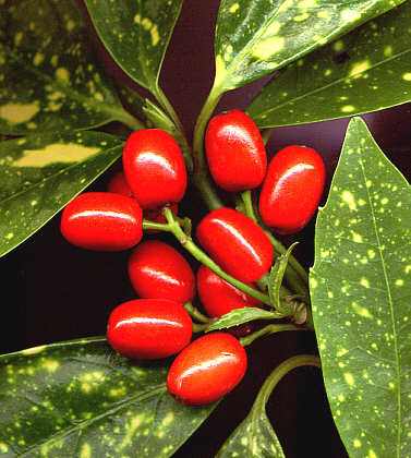 Aküba Aucuba japonica 30-40 Cm
