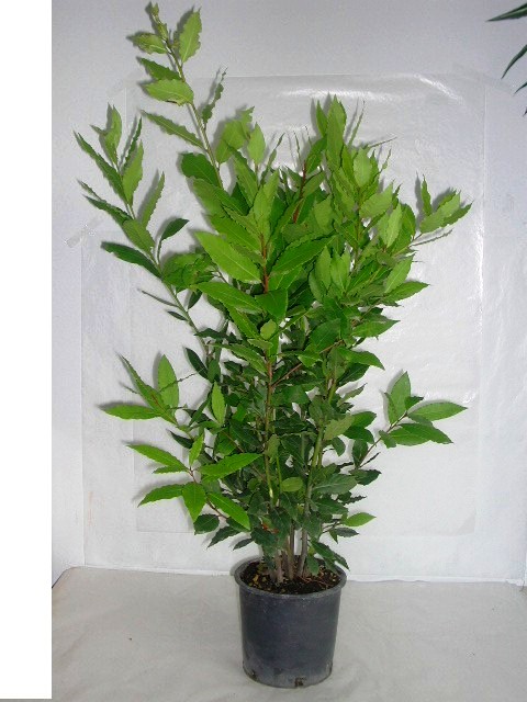 Defne Ağacı Fidanı Lauris Nobilis 60-80 Cm