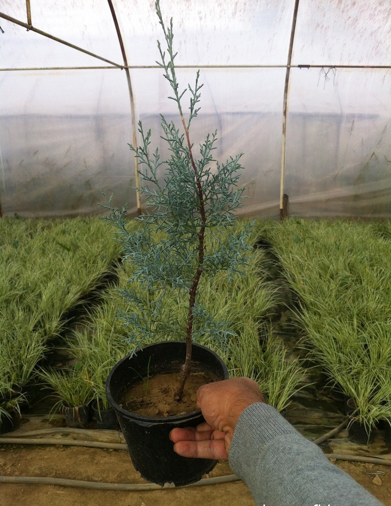 Mavi Selvi Aşılı Servi Cupressus Sempervirens Arizona Glauca 30-35 Cm