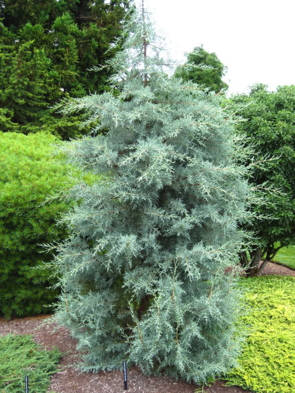 Mavi Selvi Aşılı Servi Cupressus Sempervirens Arizona Glauca 40-50 cm