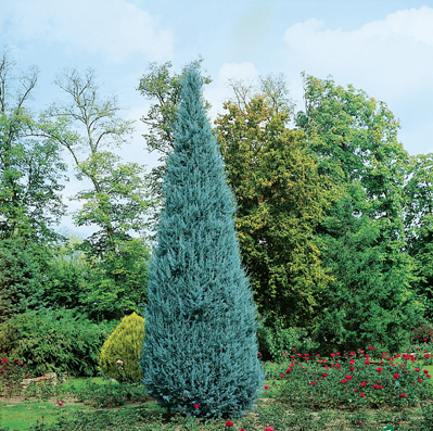 Mavi Selvi Aşılı Servi Cupressus Sempervirens Arizona Glauca 100-120 cm