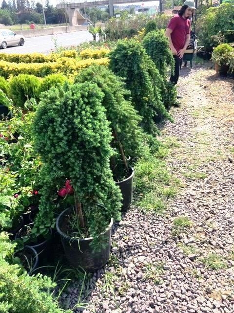 Sürünücü Ardıc İbuki Ardıcı Juniperus Procumbens Nana 130-140 Cm