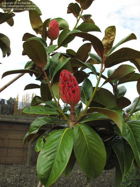 Yaprak Dökmeyen Manolya İthal Aşılı Magnolia Grandiflora 300-325 Cm