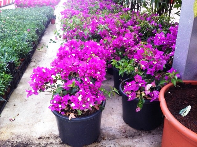 Bodur Begonvil Fidanı Çiçeği Bougainvillea Glabra 25-30 Cm Çapında