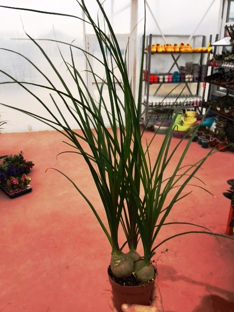 Nolina Fil Ayağı Fidanı Ağacı İthal Dioscorea Elephantipes 20-30 Cm