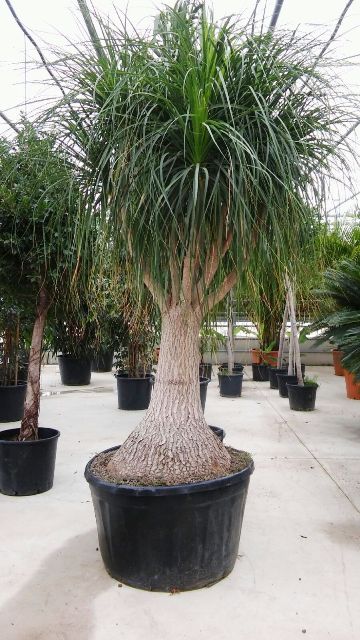 Nolina Fil Ayağı Fidanı Ağacı İthal Dioscorea Elephantipes