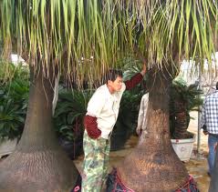 Nolina Fil Ayağı Fidanı Ağacı İthal Dioscorea Elephantipes 40-50 Cm