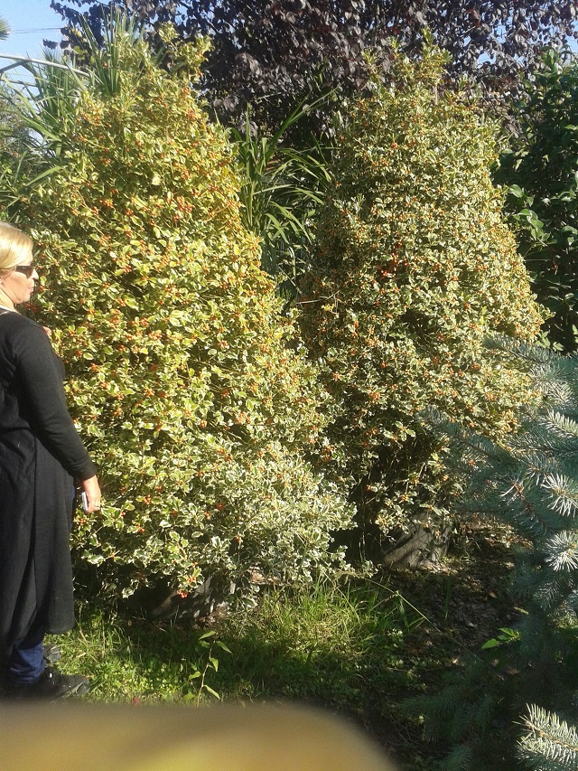 Çoban Püskülü İthal İlex Veriagatum pyramidalis