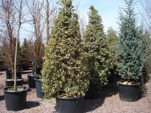 Çoban Püskülü İlex Veriagatum Pyramidalis 300-325 Cm