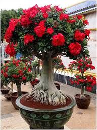 Adenyum bitkisi Çöl Gülü İthal Sukulent Adenium Sucullent 10-15 Cm