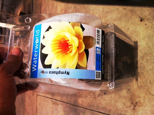 Nilüfer Çiçeği ithal Su Bitkisi Nymphaea