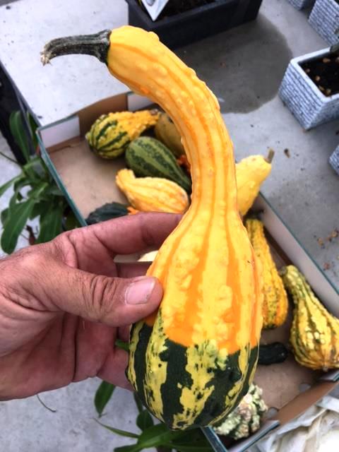 Süs Kabağı Çeşitleri İthal