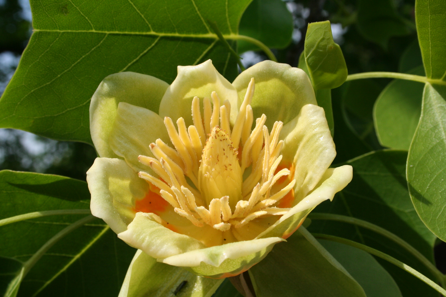 Amerikan Lale Ağacı Liriodendron Tulipifera 100-120 Cm