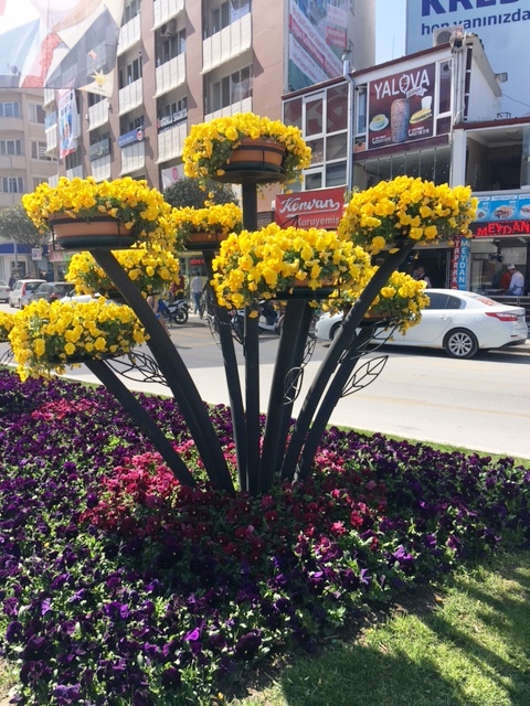 Hercai Menekşe Viola Tricolor 45 Adet Fiyatımızdır