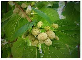 Dut Fidanı Beyaz Dut Meyve Verir Halde 200-225 Cm