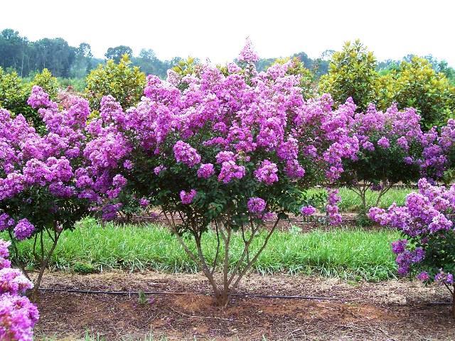 Oya Fidanı Ağacı Lagerstromia İndica Çalı Formlu 200 Cm